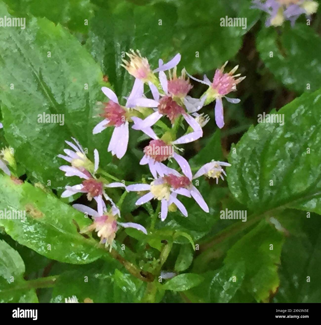 Common Blue Wood Aster (Symphyotrichum cordifolium) Plantae Stock Photo ...