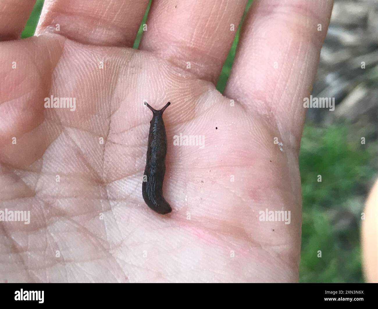 Smooth Land Slugs (Deroceras) Mollusca Stock Photo - Alamy
