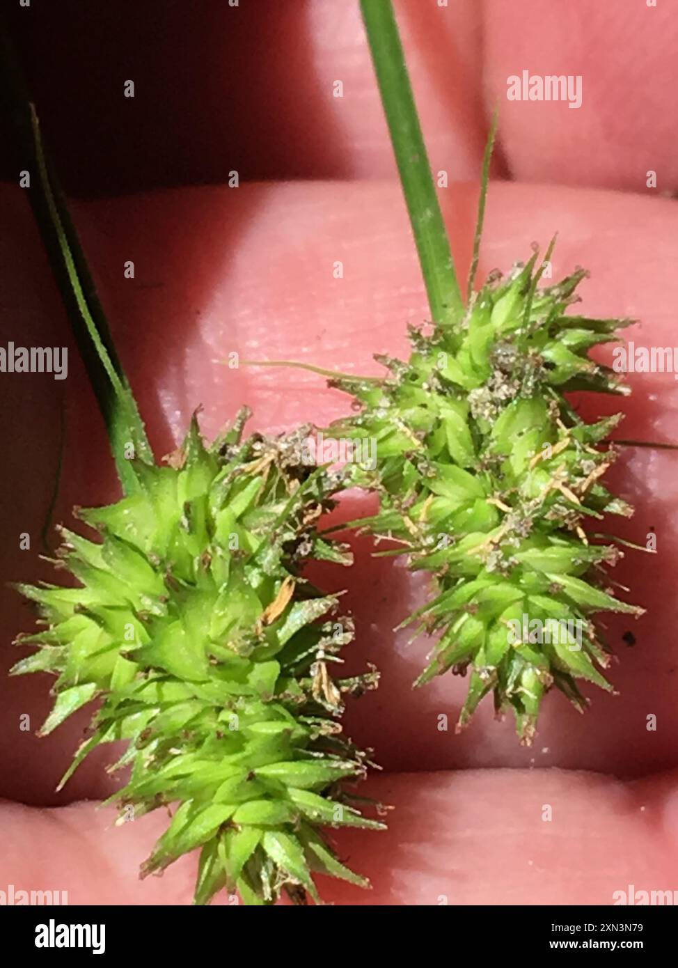 oval-headed sedge (Carex cephalophora) Plantae Stock Photo - Alamy