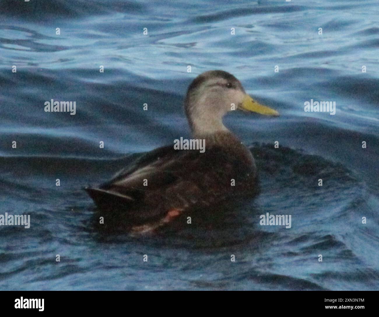 American Black Duck (Anas rubripes) Aves Stock Photo - Alamy