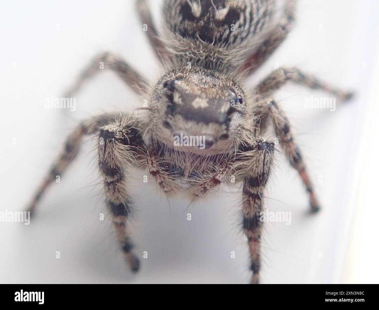 canopy jumping spider (Phidippus otiosus) Arachnida Stock Photo - Alamy