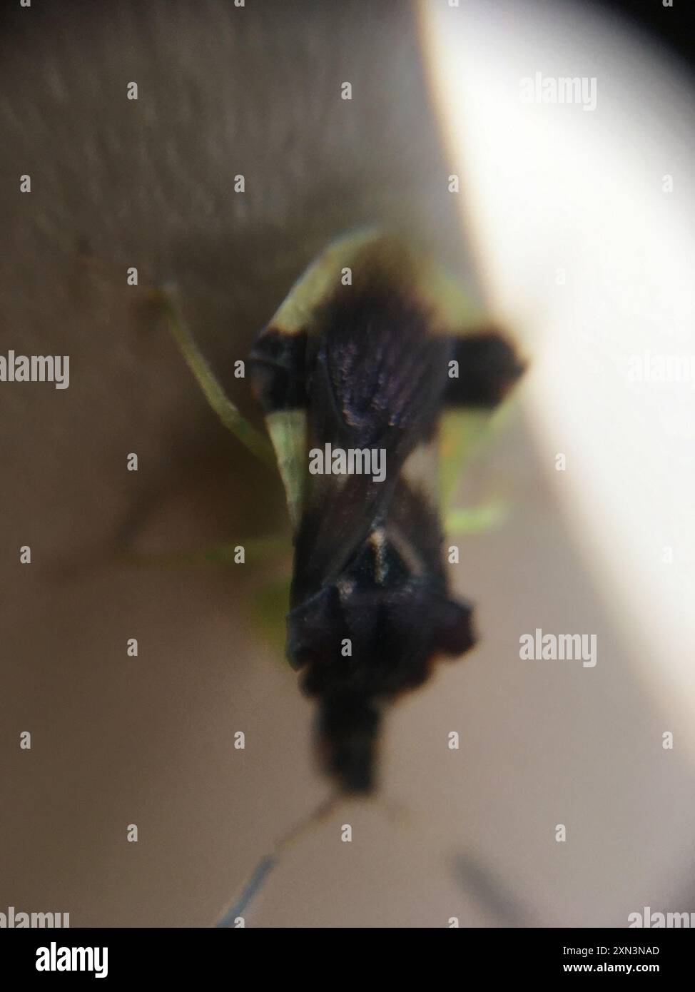 Pennsylvania Ambush Bug (Phymata pennsylvanica) Insecta Stock Photo - Alamy