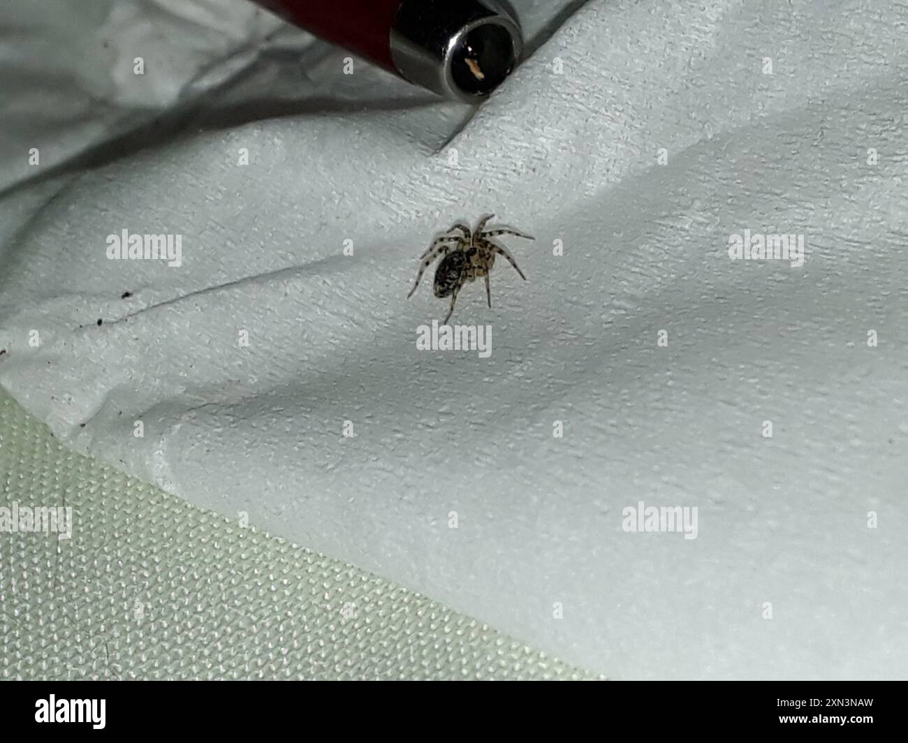 Oecobius navus hi-res stock photography and images - Alamy