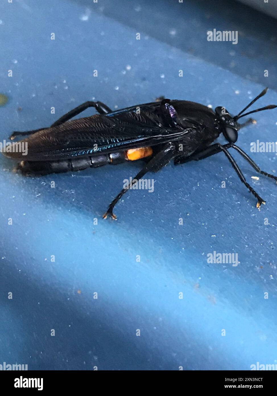 Clubbed mydas fly hi-res stock photography and images - Alamy