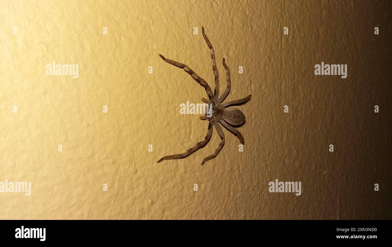 Rain Spiders (Palystes) Arachnida Stock Photo - Alamy