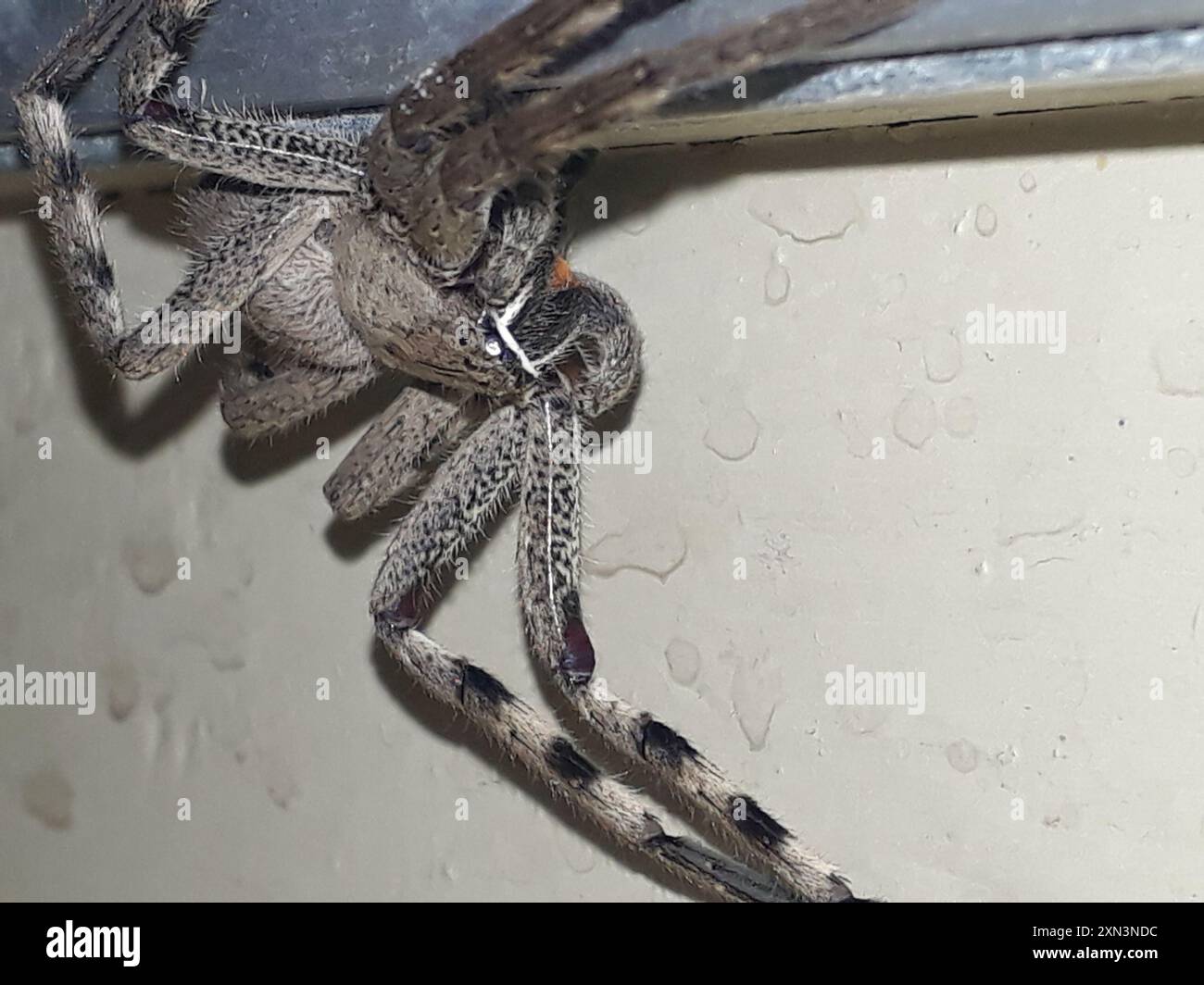 Common Rain Spider (Palystes superciliosus) Arachnida Stock Photo - Alamy