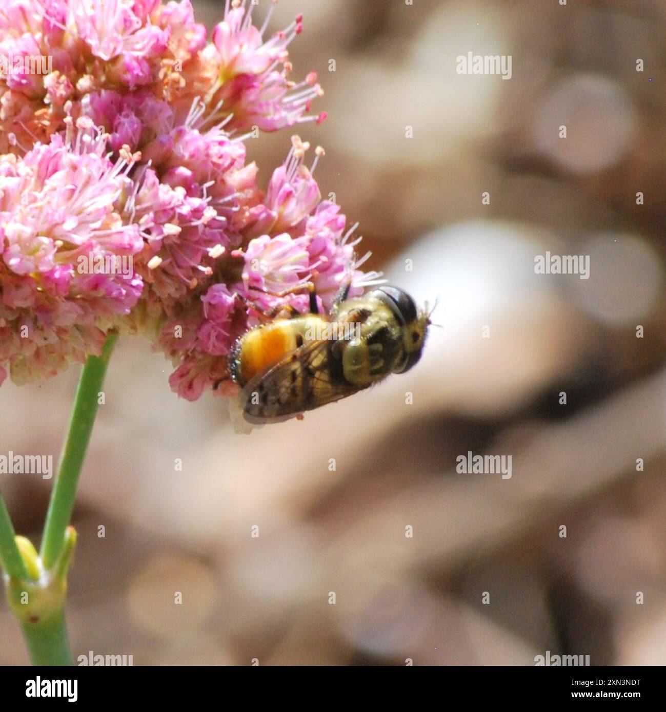 Spotted-wing Bromeliad Fly (Copestylum satur) Insecta Stock Photo - Alamy