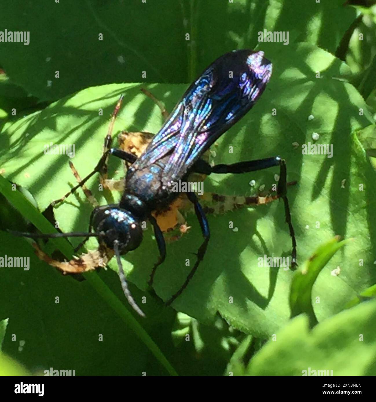 Nearctic Blue Mud-dauber Wasp (Chalybion californicum) Insecta Stock ...