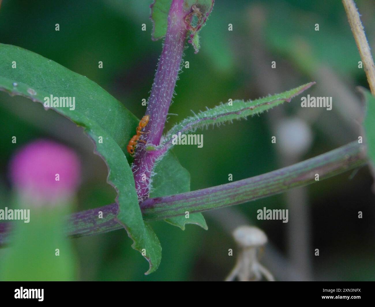 Pallidus-group Twig Ants (Pseudomyrmex pallidus) Insecta Stock Photo ...