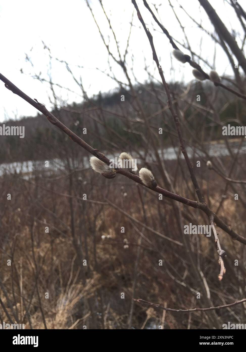 pussy willow (Salix discolor) Plantae Stock Photo - Alamy