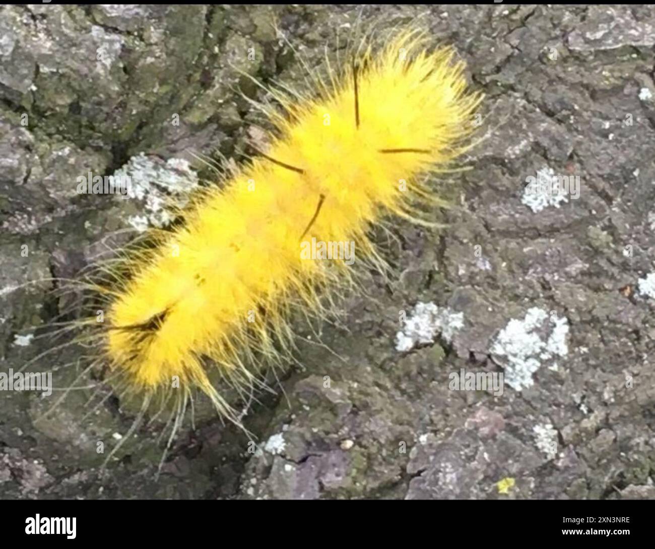American Dagger (Acronicta americana) Insecta Stock Photo - Alamy