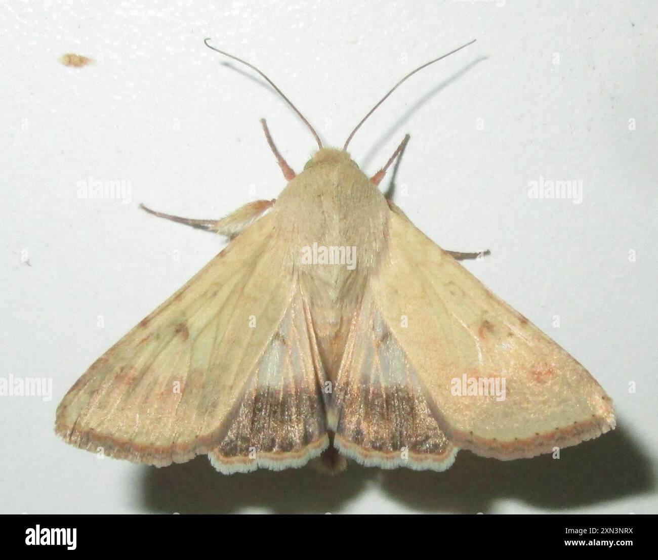 Cotton Bollworm Moth (Helicoverpa armigera) Insecta Stock Photo - Alamy
