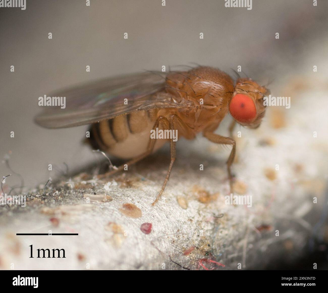 Common Fruit Fly (Drosophila melanogaster) Insecta Stock Photo - Alamy