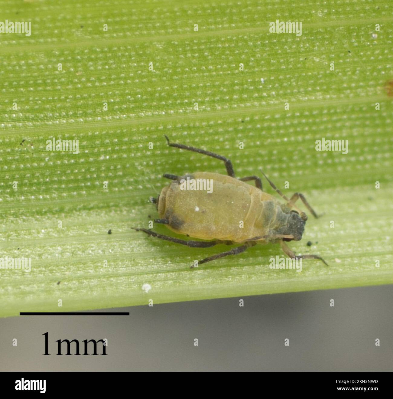 Corn Leaf Aphid (Rhopalosiphum maidis) Insecta Stock Photo - Alamy