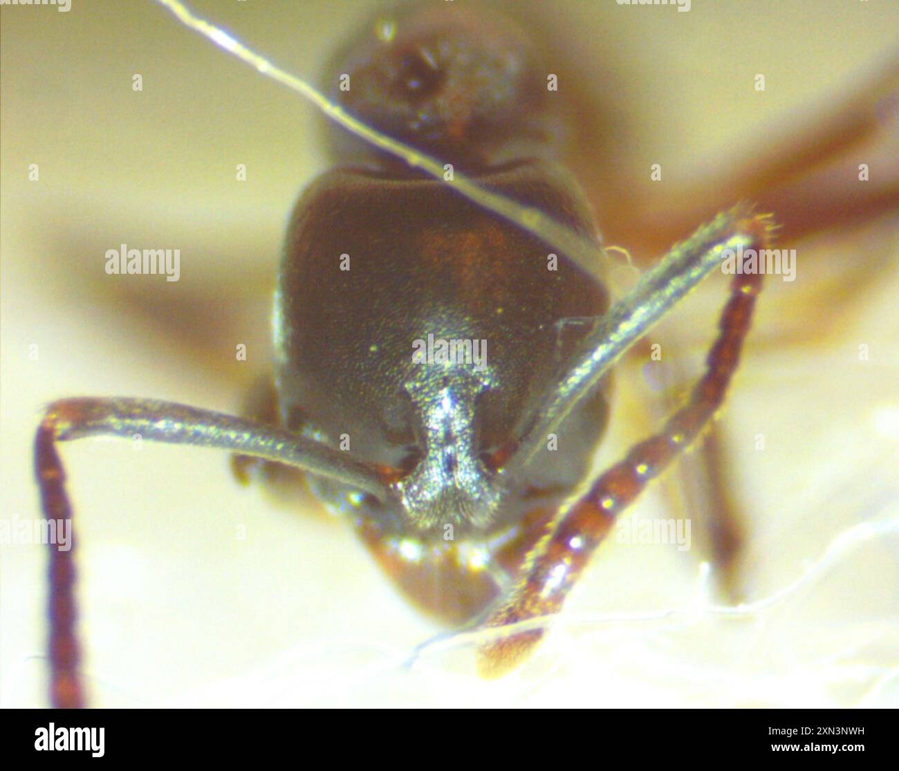 Brachyponera chinensis hi-res stock photography and images - Alamy