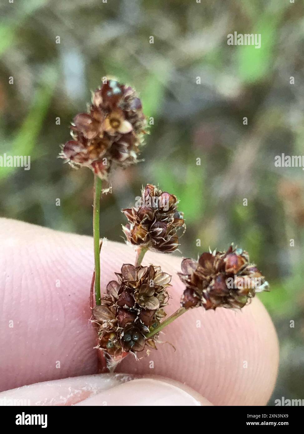 common heath woodrush (Luzula multiflora multiflora) Plantae Stock ...