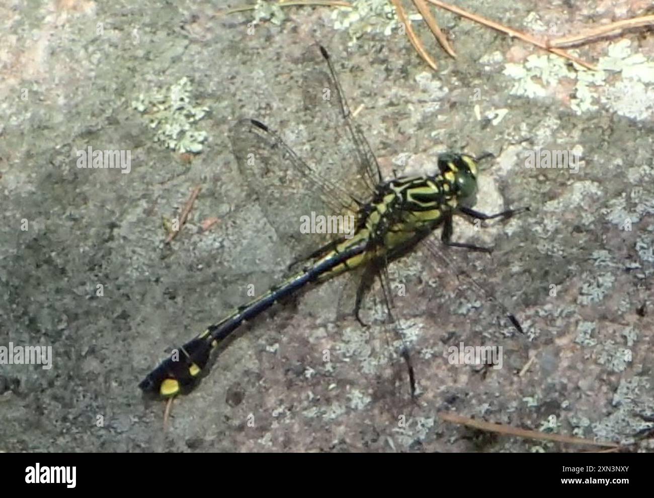 Cobra clubtail hi-res stock photography and images - Alamy