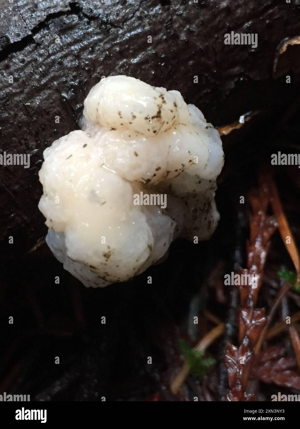 Crystal brain fungi hi-res stock photography and images - Alamy