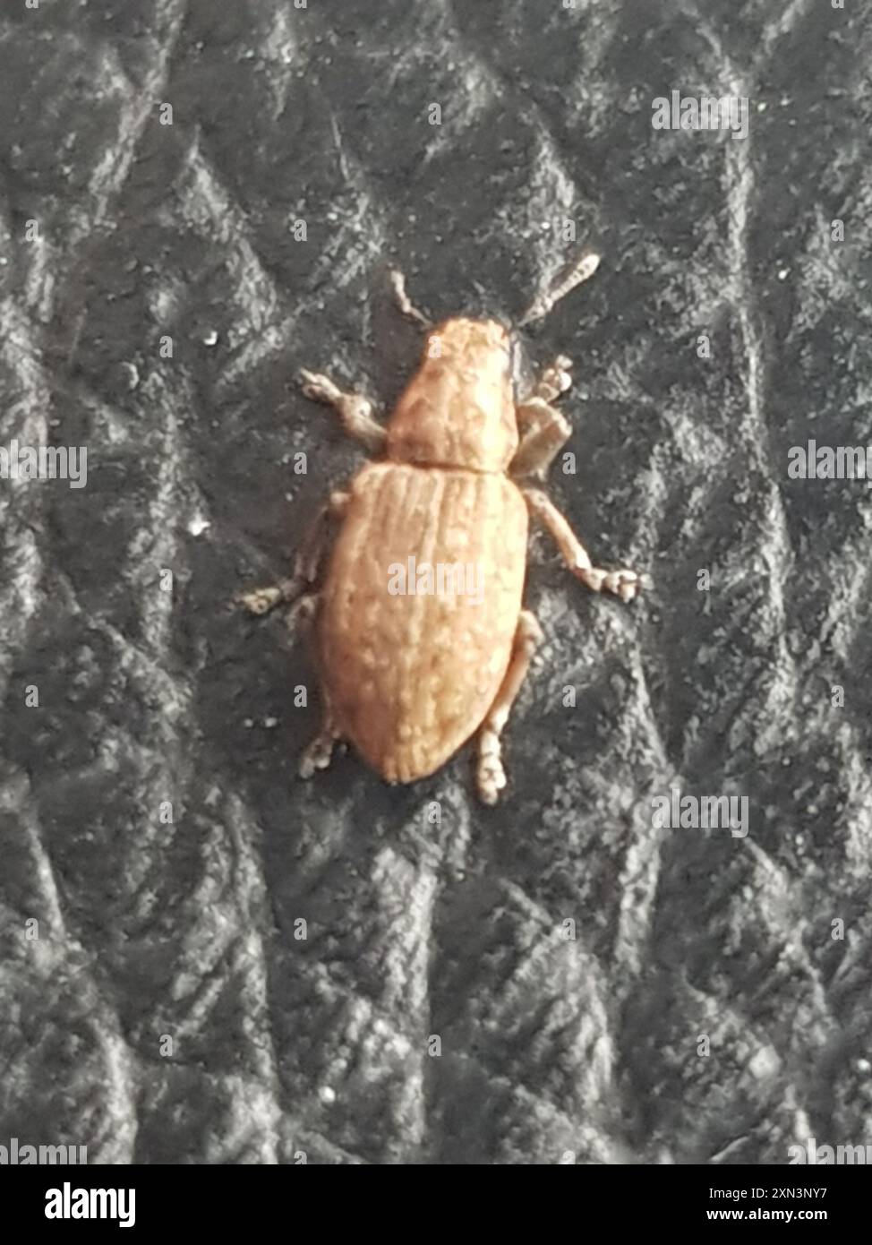 Clover root weevil (Sitona lepidus) Insecta Stock Photo - Alamy