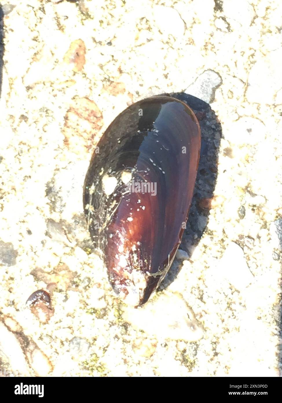 Blue Mussel (Mytilus edulis) Mollusca Stock Photo - Alamy