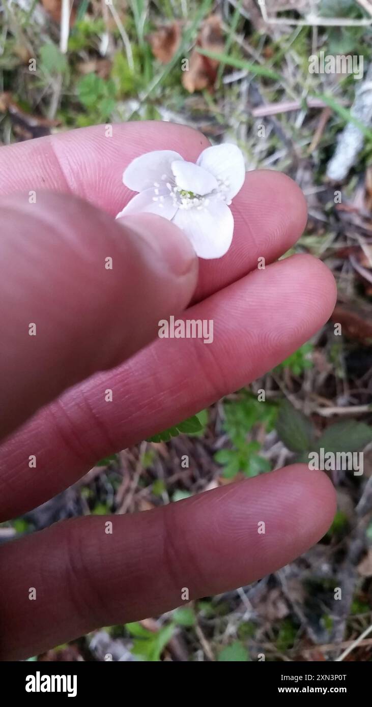Piper's Anemone (Anemonoides piperi) Plantae Stock Photo - Alamy