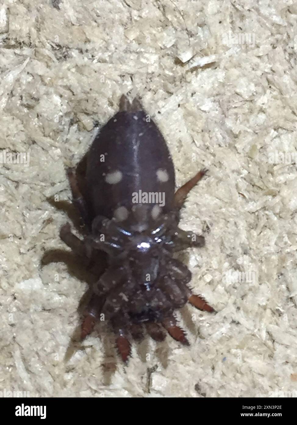 Tree Trapdoor Spider (Migas) Arachnida Stock Photo - Alamy
