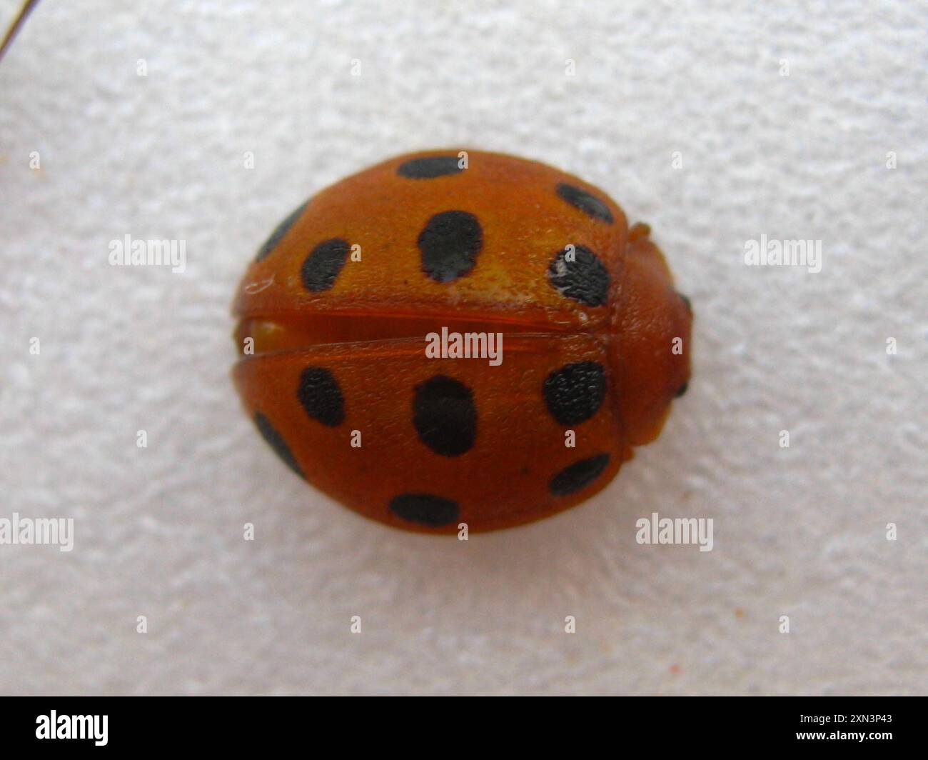 Lady Beetles (Coccinellidae) Insecta Stock Photo - Alamy
