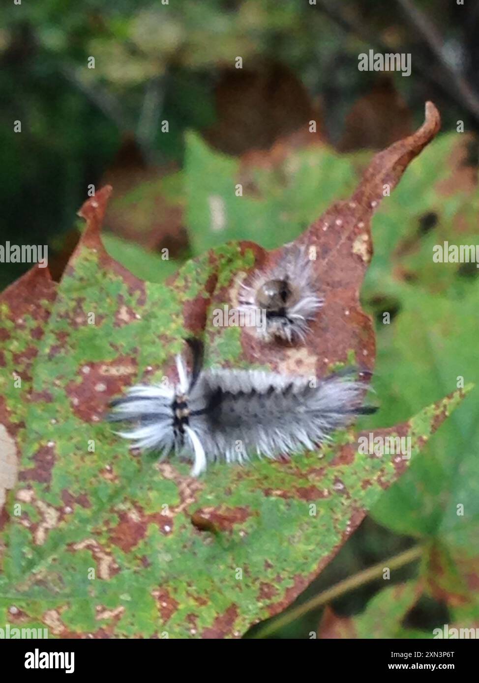 Banded Tussock Moth (Halysidota tessellaris) Insecta Stock Photo - Alamy