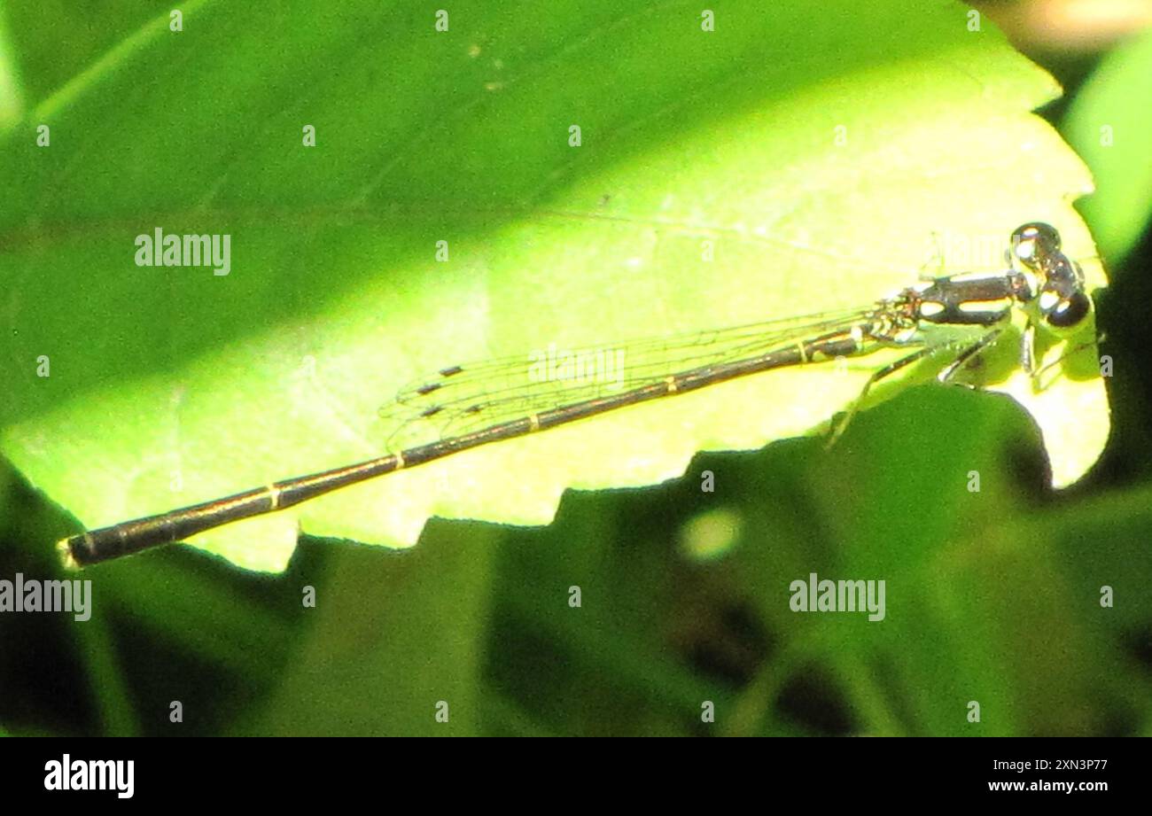Fragile Forktail (Ischnura posita) Insecta Stock Photo - Alamy