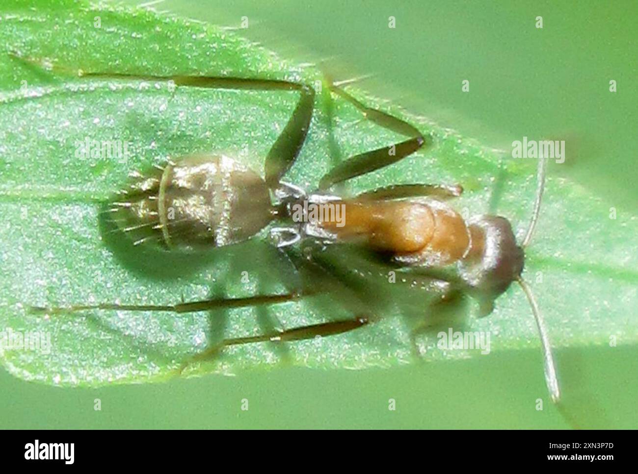 Panicled Foldwing (Dicliptera paniculata) Plantae Stock Photo - Alamy