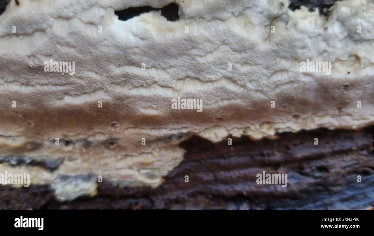 split porecrust (Xylodon paradoxus) Fungi Stock Photo - Alamy