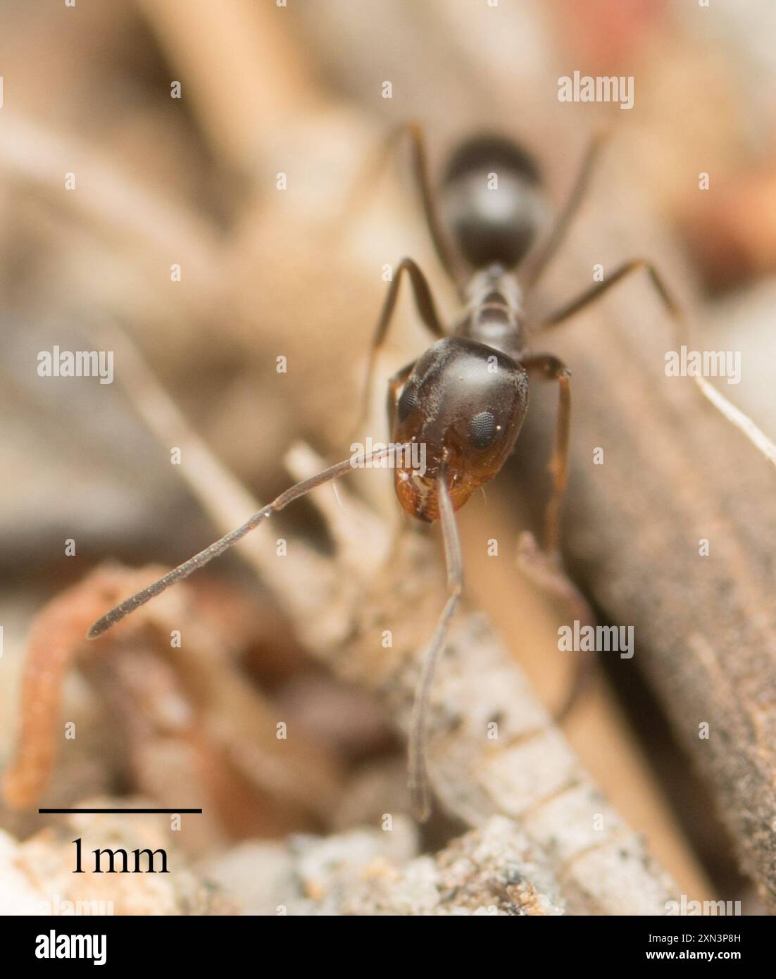 Pyramid Ants (Dorymyrmex) Insecta Stock Photo - Alamy