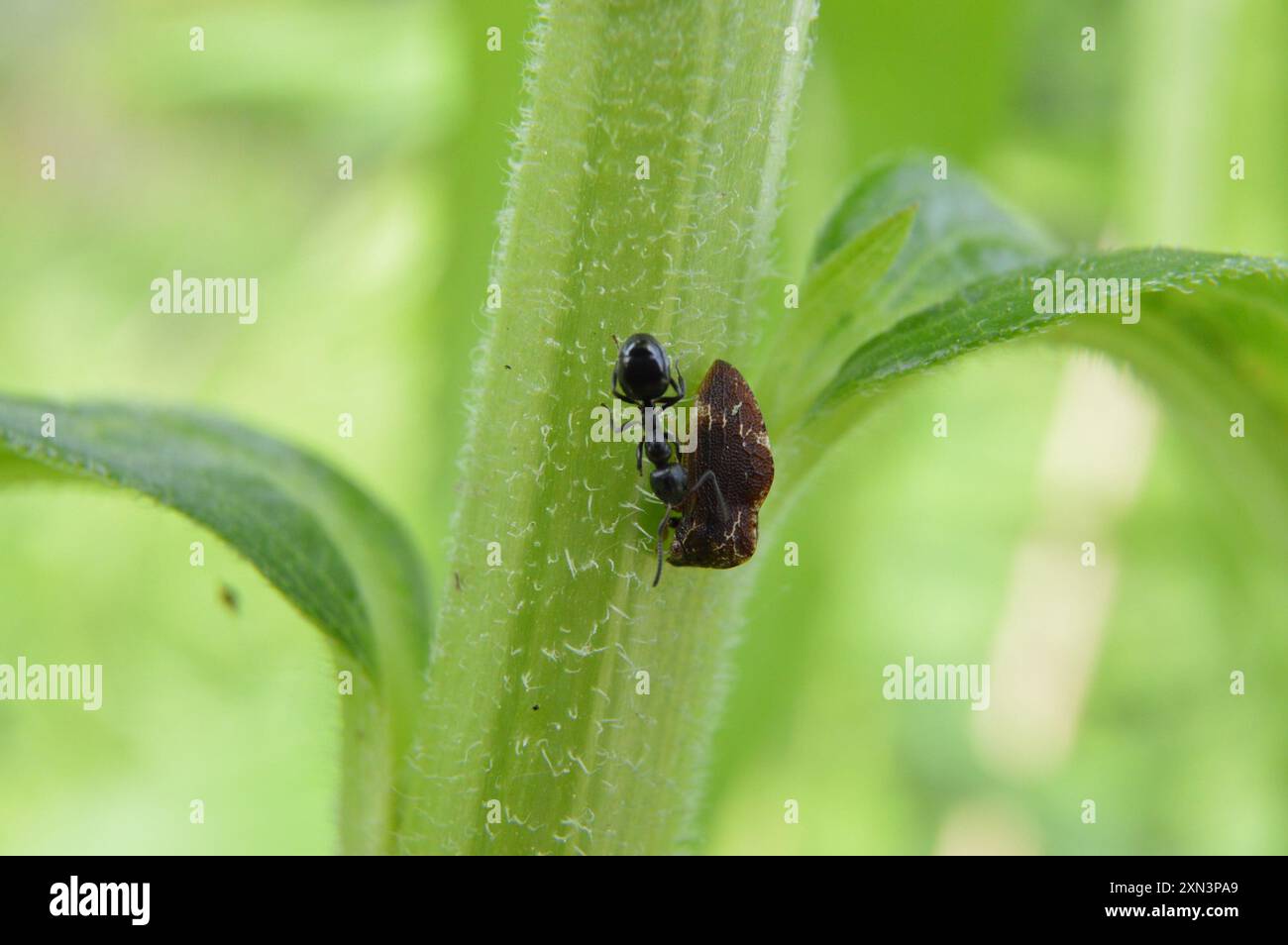 Aster Treehopper (Publilia concava) Insecta Stock Photo - Alamy