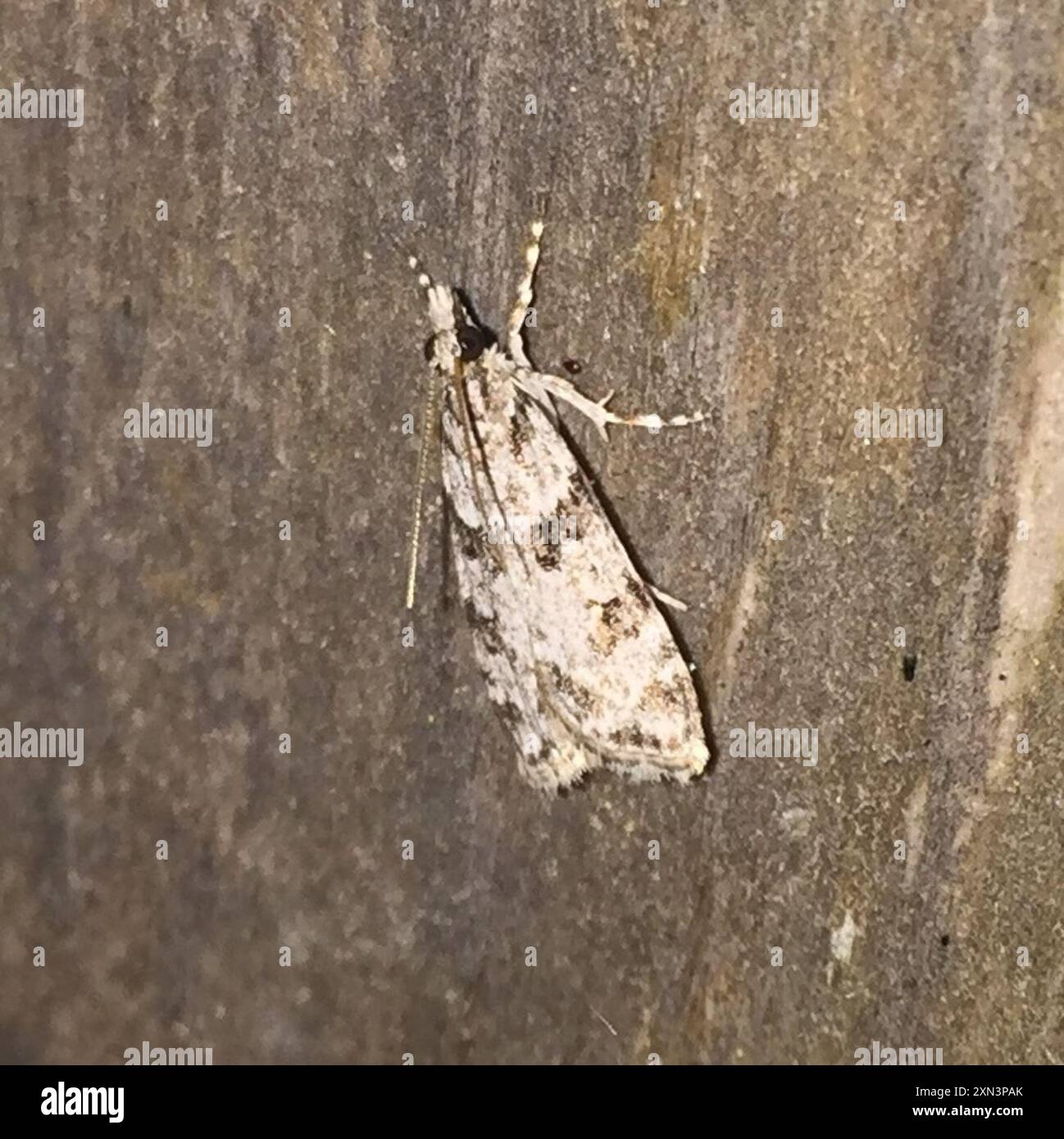 Double-striped Scoparia Moth (Scoparia biplagialis) Insecta Stock Photo ...