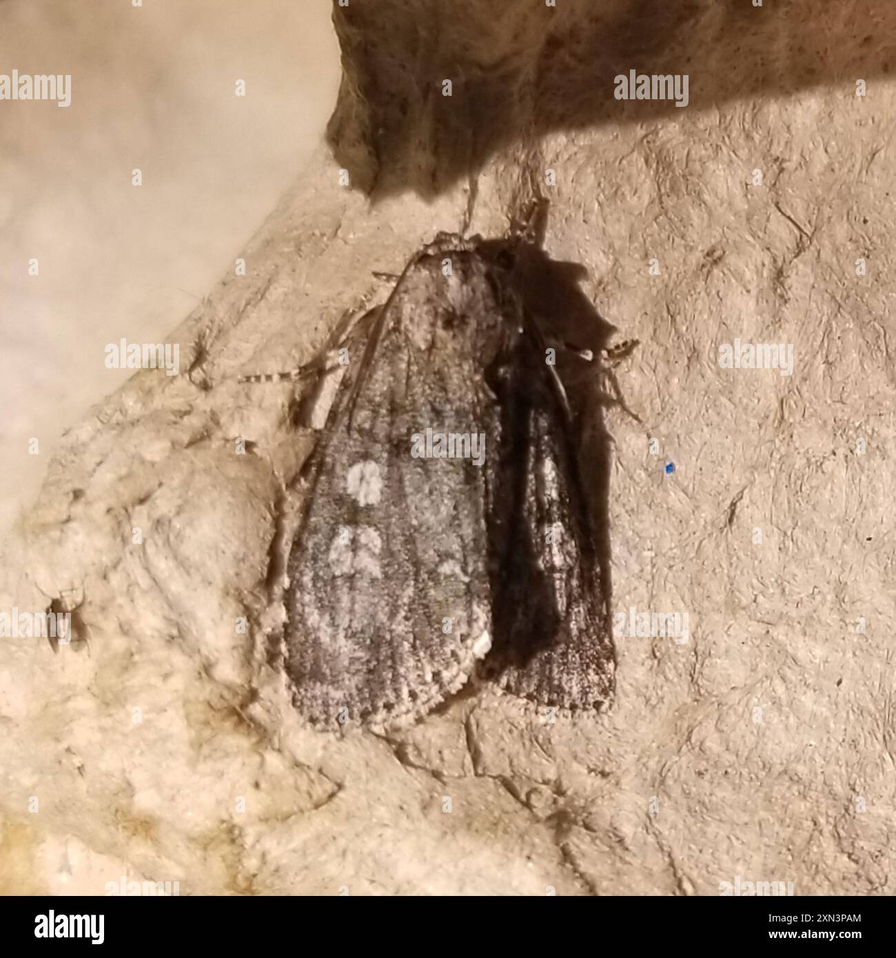 Maple Dagger (Acronicta retardata) Insecta Stock Photo - Alamy