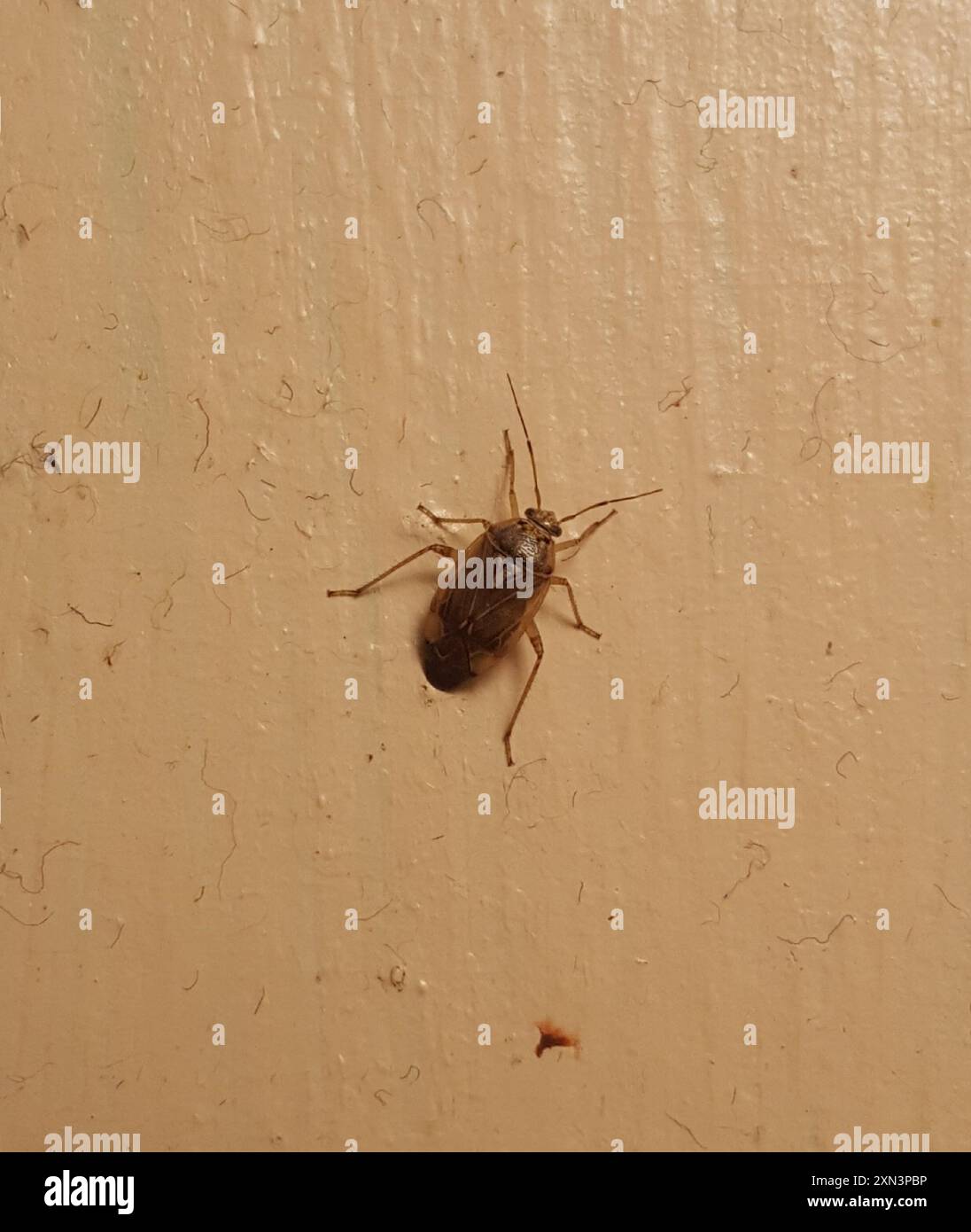 North American Tarnished Plant Bug (Lygus lineolaris) Insecta Stock ...