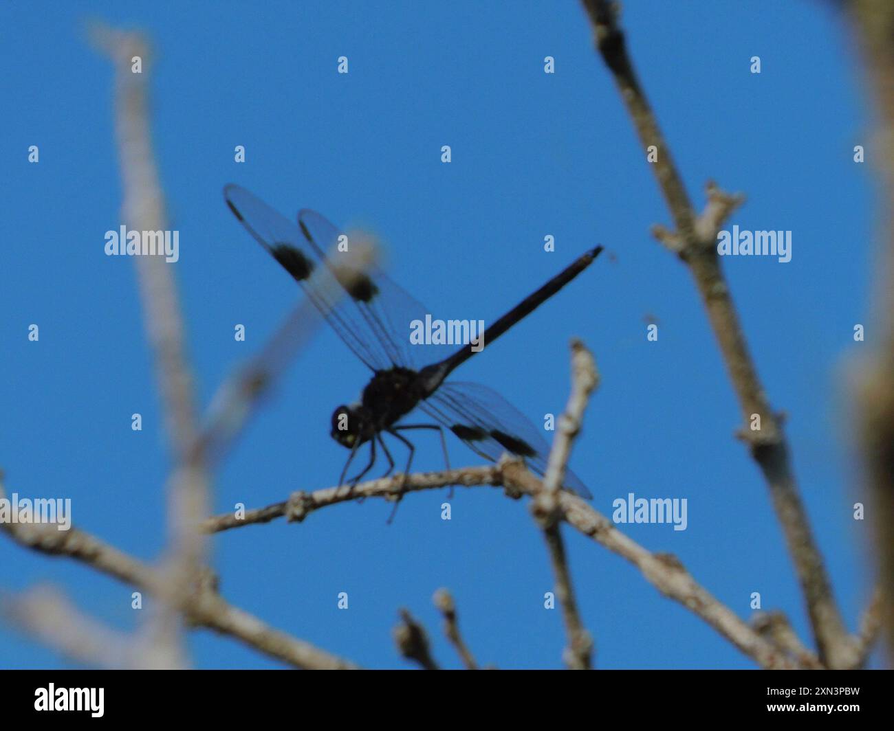 Four-spotted Pennant (Brachymesia gravida) Insecta Stock Photo - Alamy