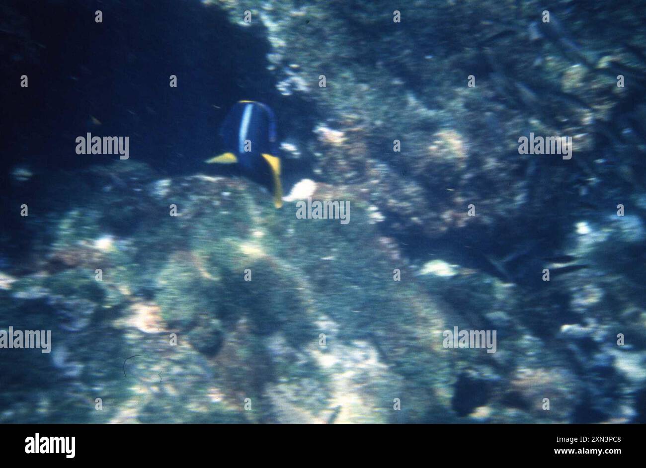 King Angelfish (Holacanthus passer) Actinopterygii Stock Photo - Alamy