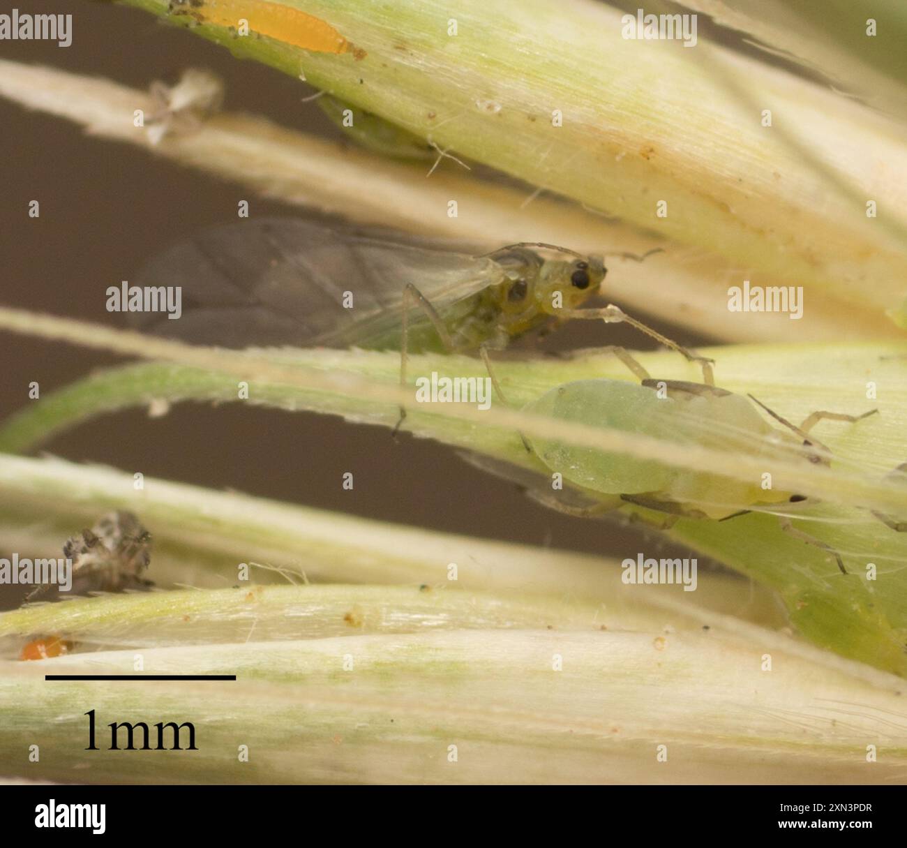 Russian wheat aphid (Diuraphis noxia) Insecta Stock Photo - Alamy