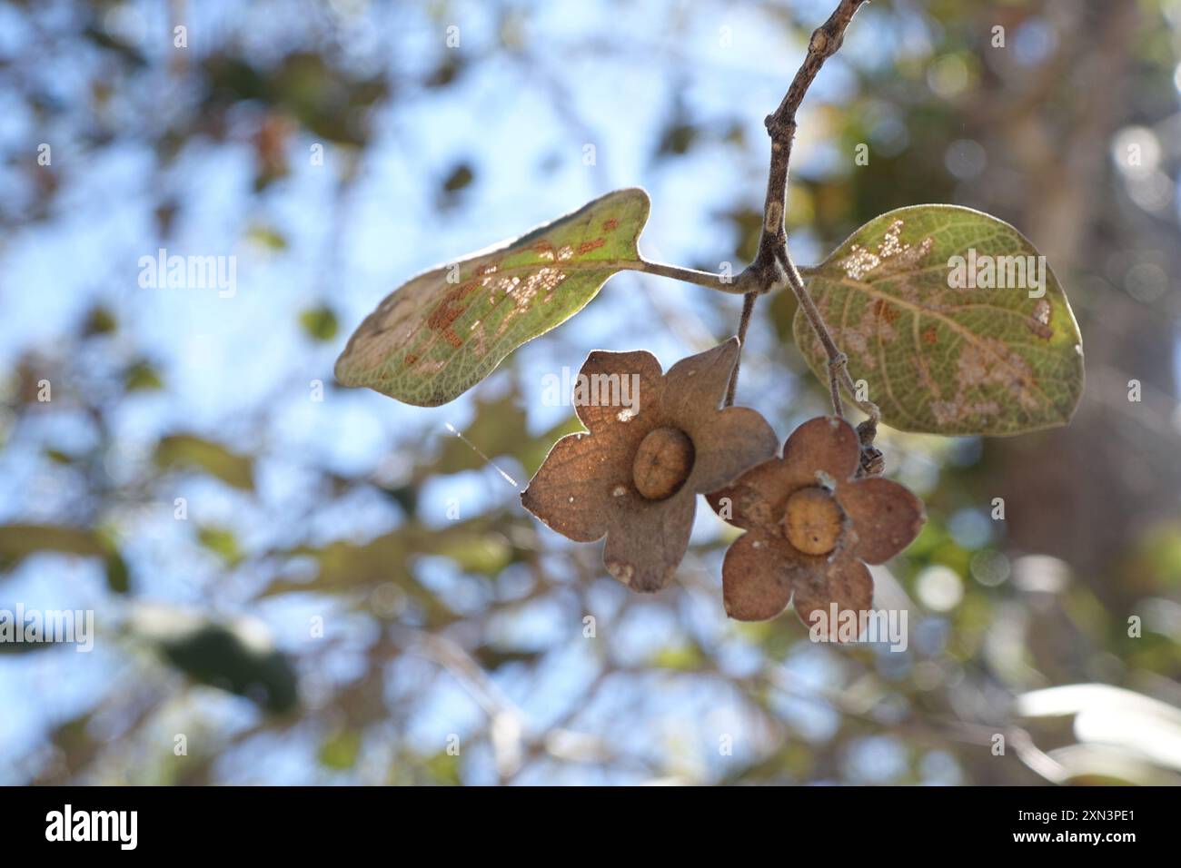 (Karomia macrocalyx) Plantae Stock Photo - Alamy