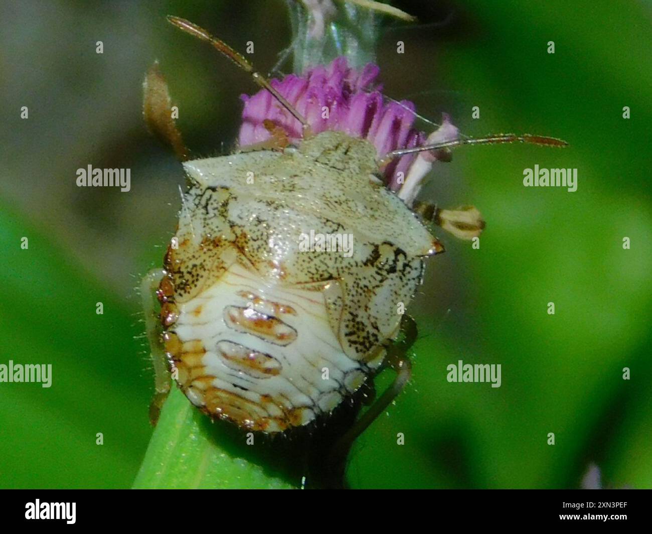 Neotropical Red-shouldered Stink Bug (Thyanta perditor) Insecta Stock ...