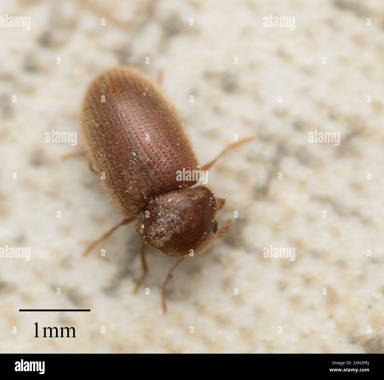 Drugstore Beetle (Stegobium paniceum) Insecta Stock Photo - Alamy