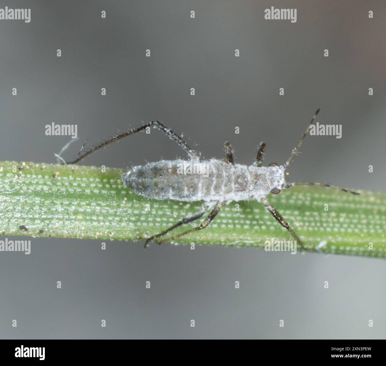 pine needle aphid (Eulachnus rileyi) Insecta Stock Photo - Alamy