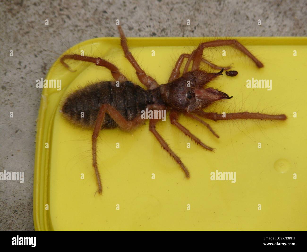 Moon Spiders (Zeria) Arachnida Stock Photo - Alamy