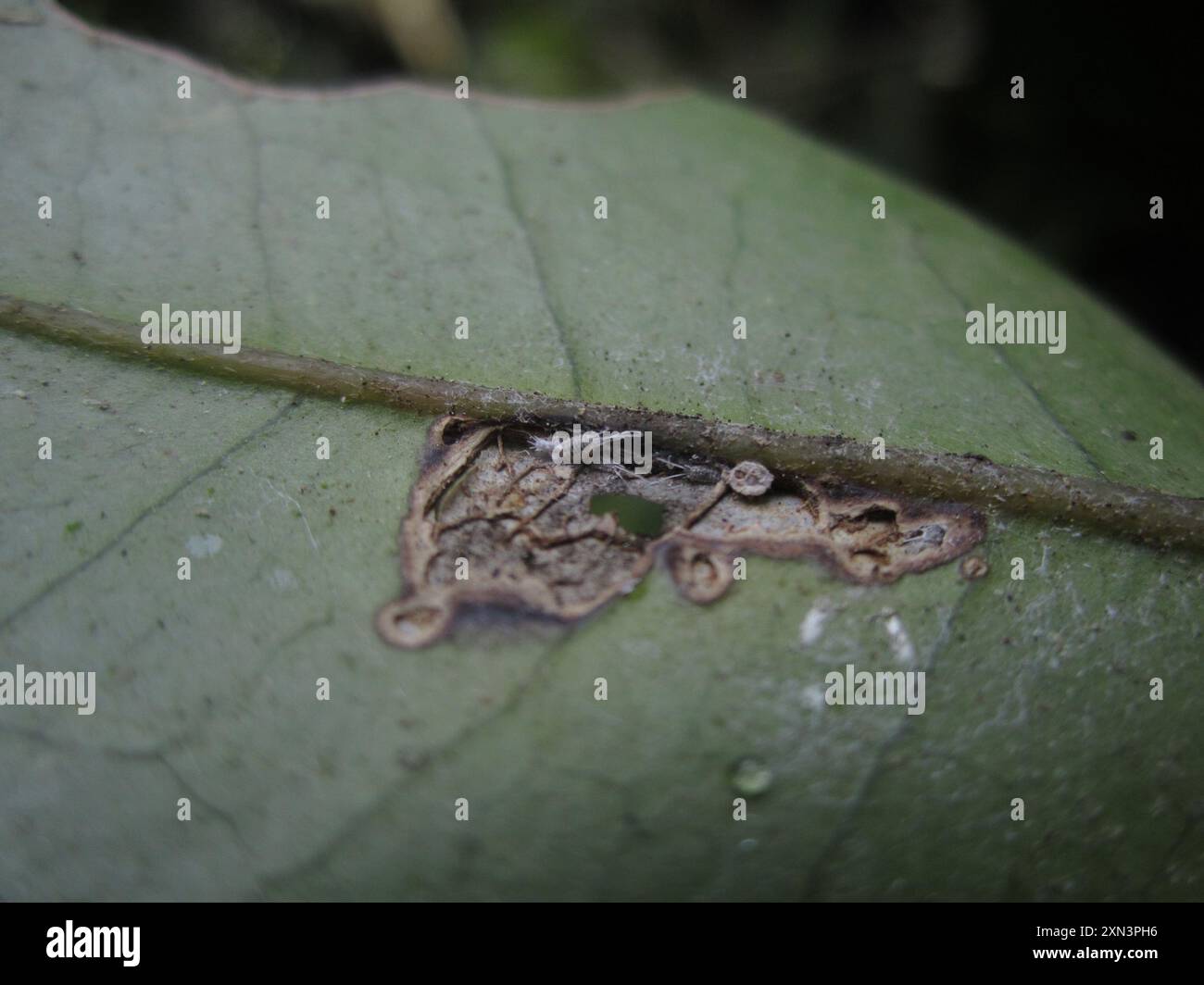 long-tailed mealybug (Pseudococcus longispinus) Insecta Stock Photo - Alamy