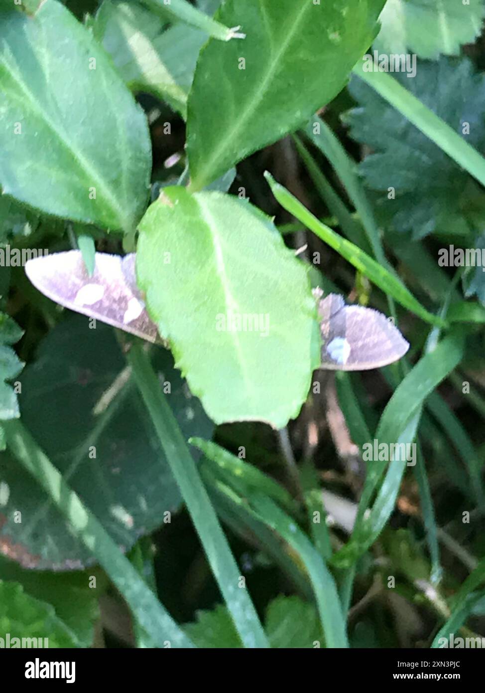 Grape Leaffolder and Leafroller Moths (Desmia funeralis) Insecta Stock ...