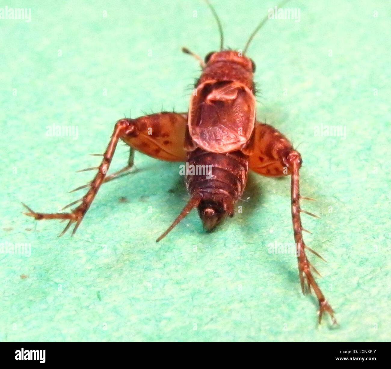 Spotted Ground Cricket (Allonemobius maculatus) Insecta Stock Photo - Alamy