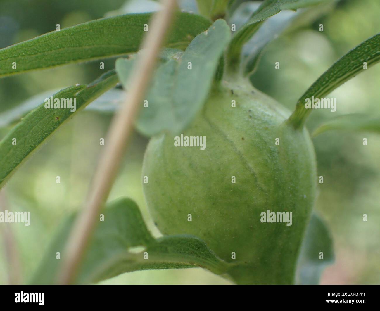 Goldenrod Gall Fly (Eurosta solidaginis) Insecta Stock Photo - Alamy
