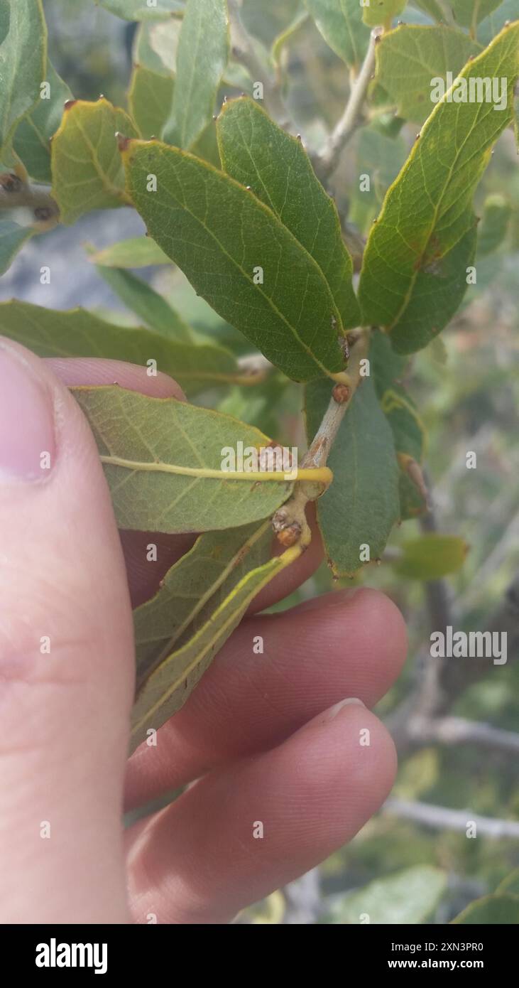 Quercus emoryi hi-res stock photography and images - Alamy