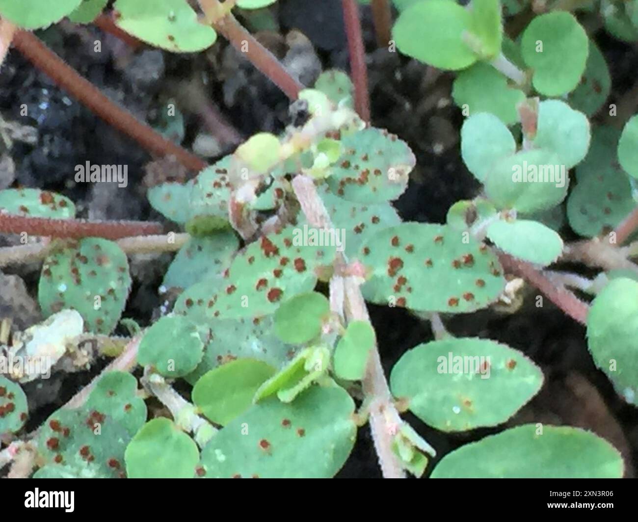 rust fungi (Pucciniales) Fungi Stock Photo - Alamy